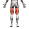 Anatomy and Function of the Hamstring Muscles