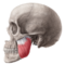 Anatomy and Function of the Masseter Muscle